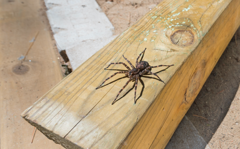 10 Facts On Your Friend, The Dock Spider - FACES Magazine