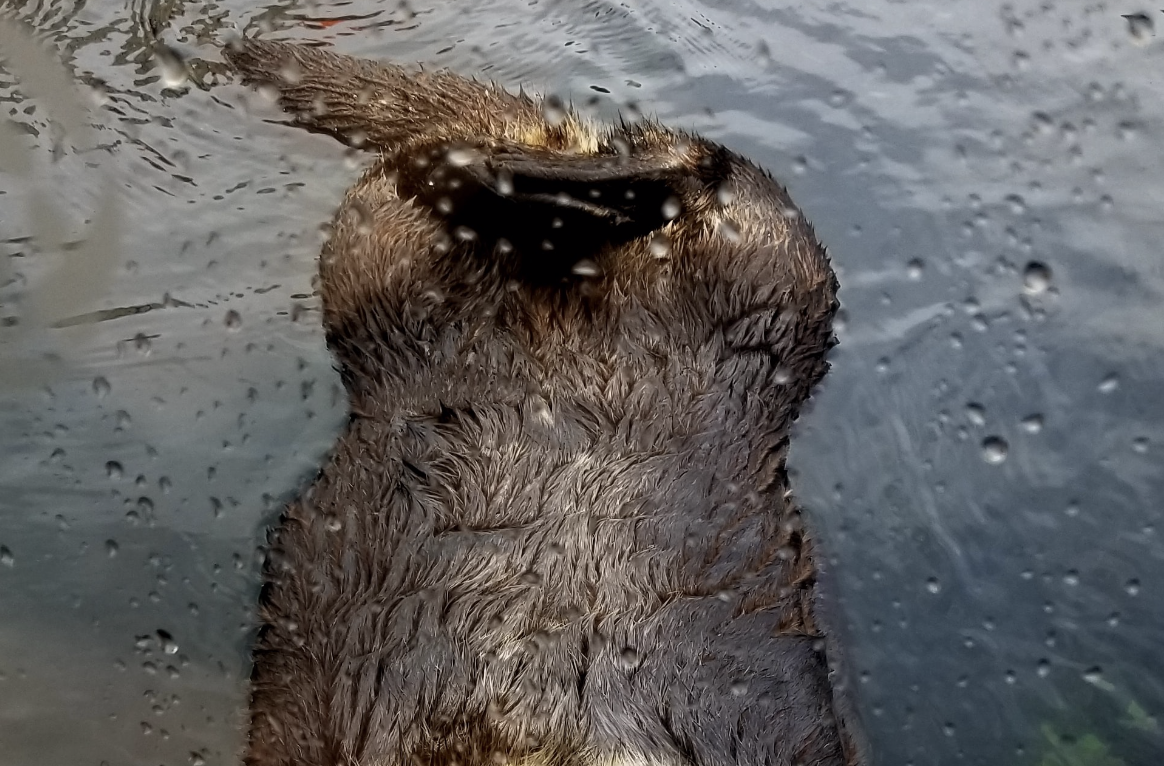 Get To Know The Great Canadian Beaver - FACES Magazine