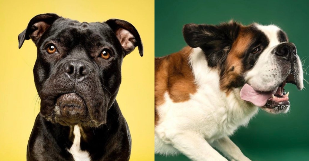 This Ottawa Photographer Captures Next Level Dog Portraits