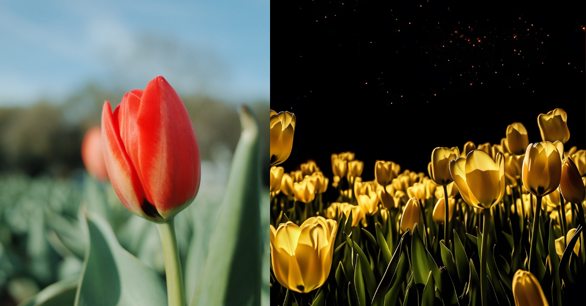 The Tulip Festival Begins This Friday, Here's What You Need To Know